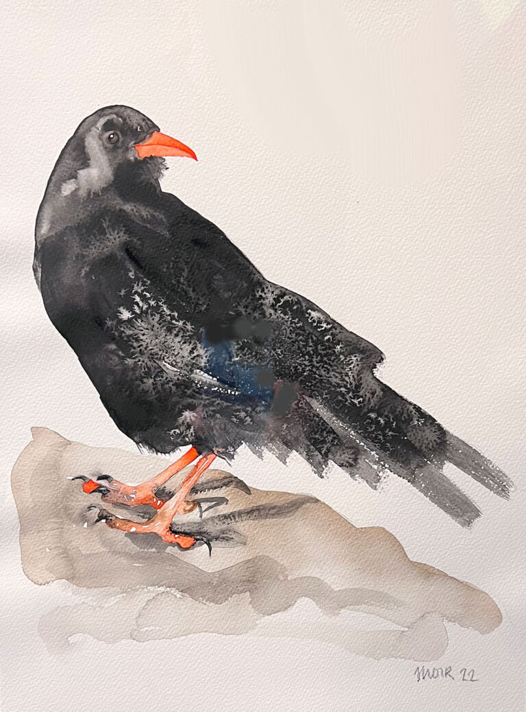 Cornish Chough - Cornwall Contemporary